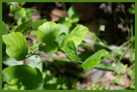 Reshmi Agricultural Nursery Vattoli, Ambalakkulangara | Kuttiadi ...