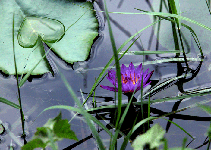 Reshmi Agricultural Nursery Vattoli, Ambalakkulangara | Kuttiadi ...