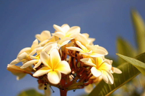 Reshmi Agricultural Nursery Vattoli, Ambalakkulangara | Kuttiadi ...